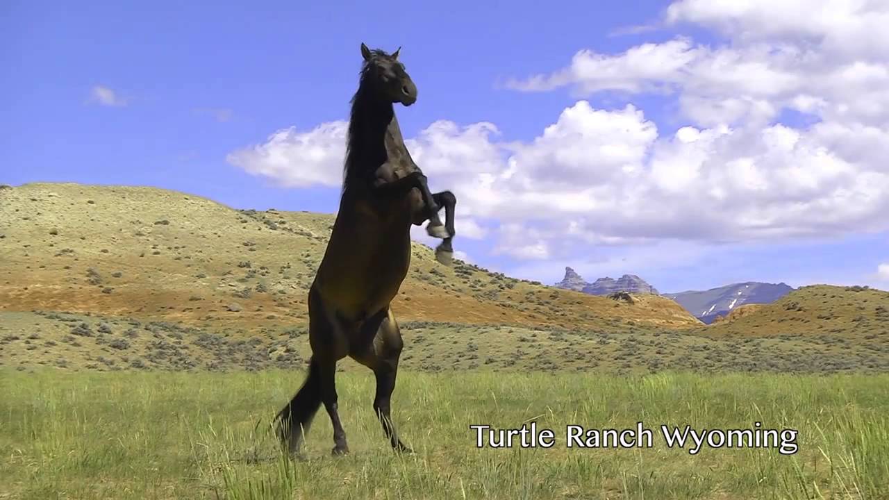 Horse Rearing