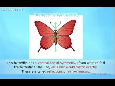 Lines of Symmetry *Explained* Math for Kids