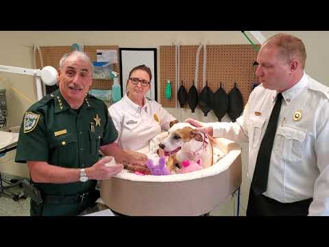 Journey's End Animal Services investigation