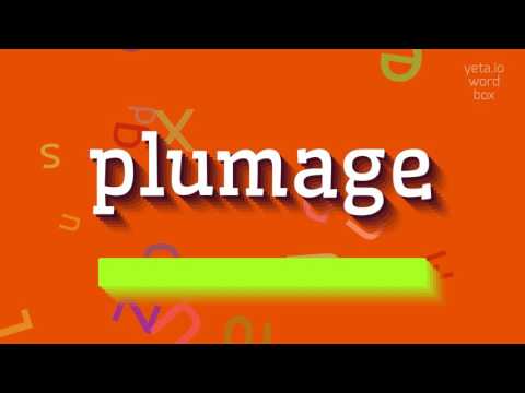 How to say "plumage"! (High Quality Voices)