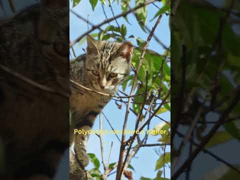What are some facts about Polydactyl Cats