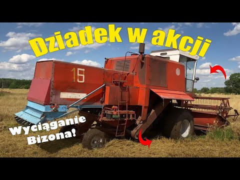 Dziadek utopił Bizona! | Wtopa | Wyciąganie Ursusem C-385 | Mokre żniwa 2021 | Wspomnienie z wakacji