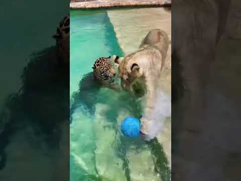Jaguar & Lion Swimming! AMAZING
