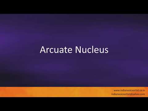 Pronunciation of the word(s) "Arcuate Nucleus".