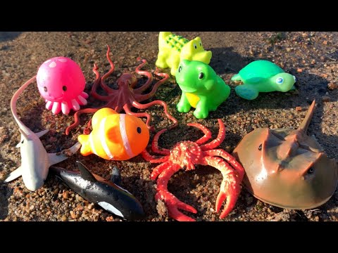 Megan's World Sea Animals in Mud with Fun Facts