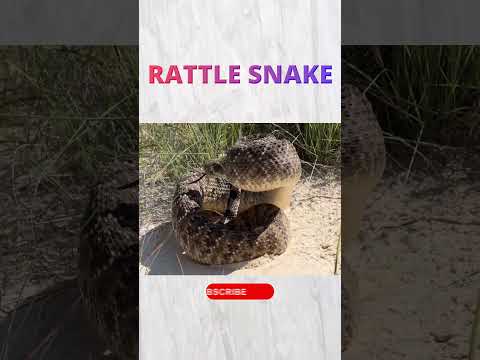Most Dangerous Rattle Snake #shorts #viral #facts #trending