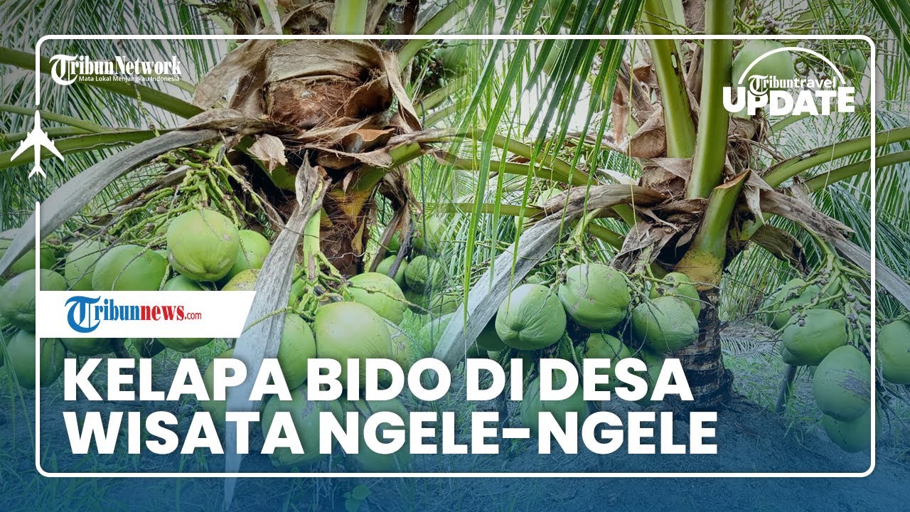 Melihat Keunikan Desa Ngele-ngele di Morotai Utara, Punya Pohon Kelapa ...