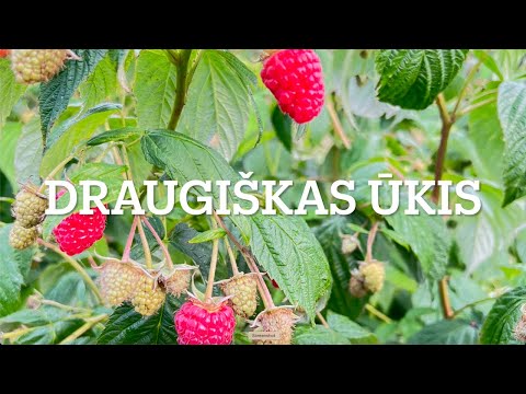 #35 2025-06-08/15 Sugrįžtam po pertraukos, ūkio darbai birželio pradžioje.