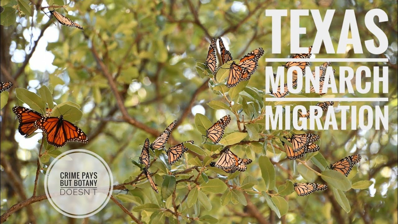 Texas Monarch Migration