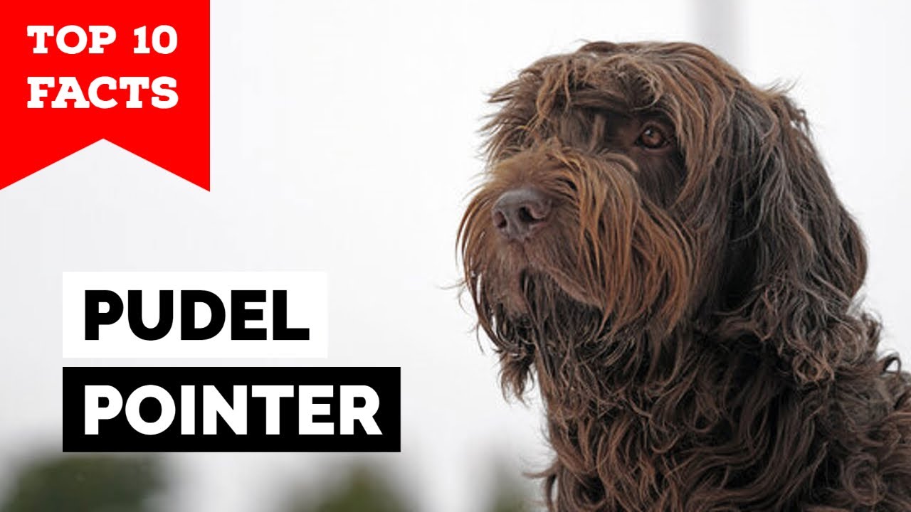 Pudelpointer - Top 10 Facts