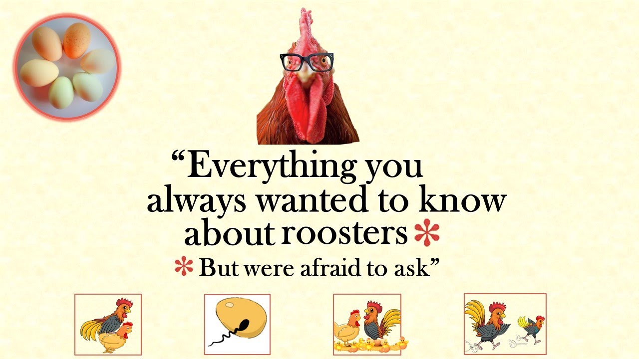 Roosters and breeding - your questions answered