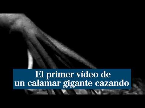 El primer vídeo de un calamar gigante cazando en las profundidades del océano