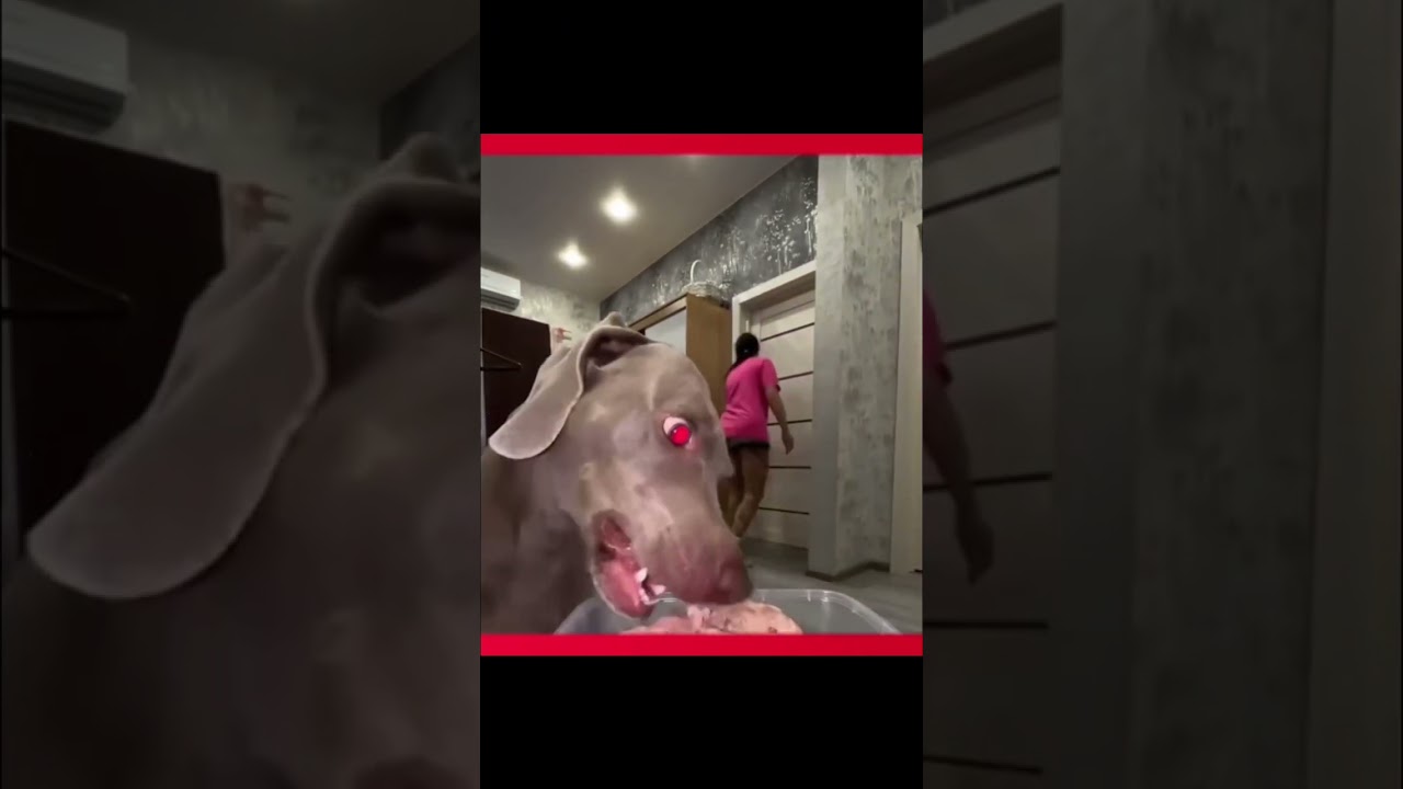 Mujer finge asalto, para ver si su perrito la defendía y este fue el resultado 🐕 #animalesgraciosos