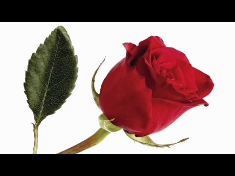 American Sign Language ASL Video Dictionary - rose