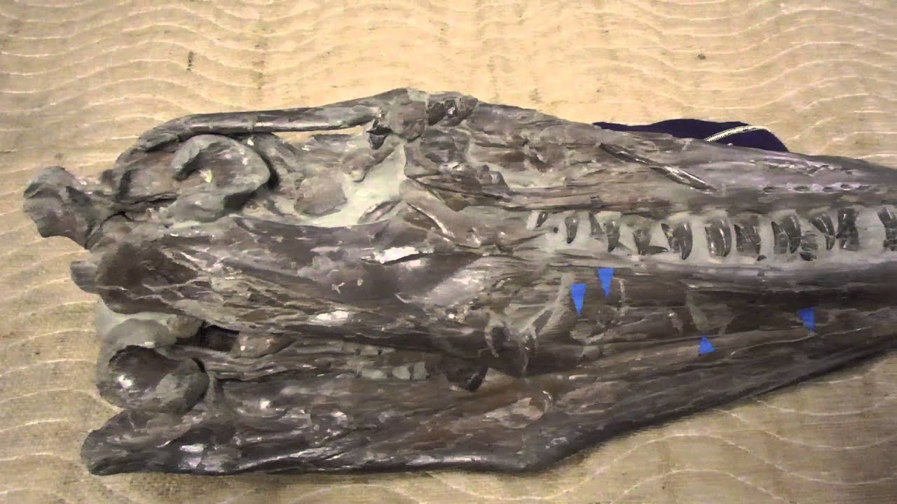 Mosasaur CT Scan