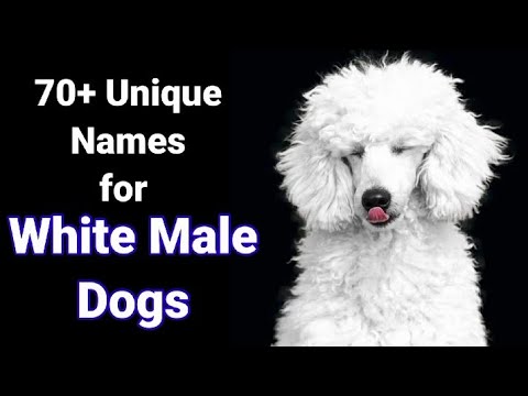 Unique Names for White Male Dogs🐾|| Tips for Naming Dogs🐾