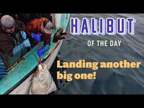 Halibut 2025