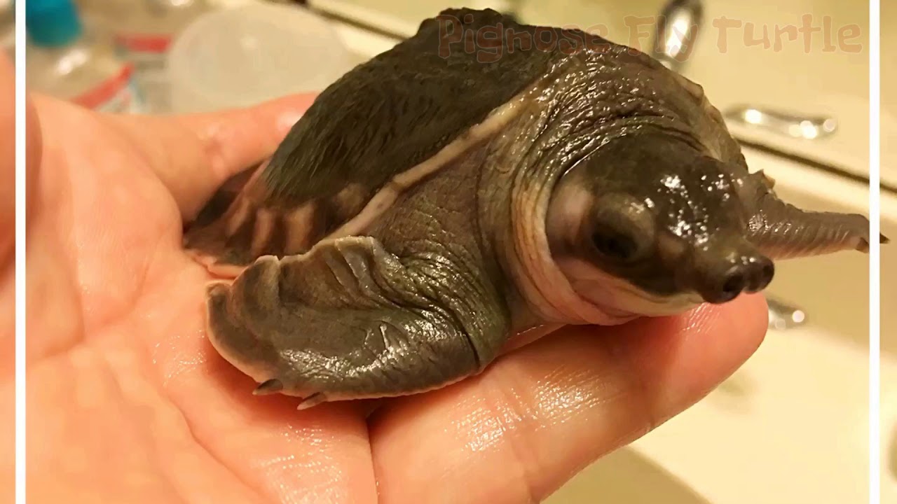 Turtle and Tortoise Collection