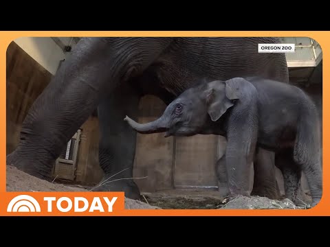 Oregon Zoo debuts its newest star: A baby elephant!