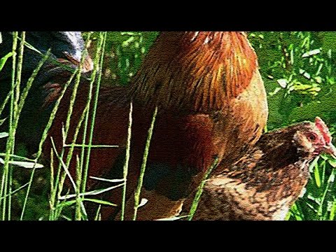 No spring chicken
