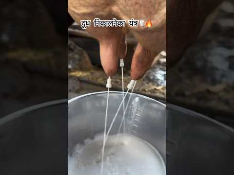 Automatic milk machine ????..#farmlover #khedut #farmer #cow #milk #dairyfarm