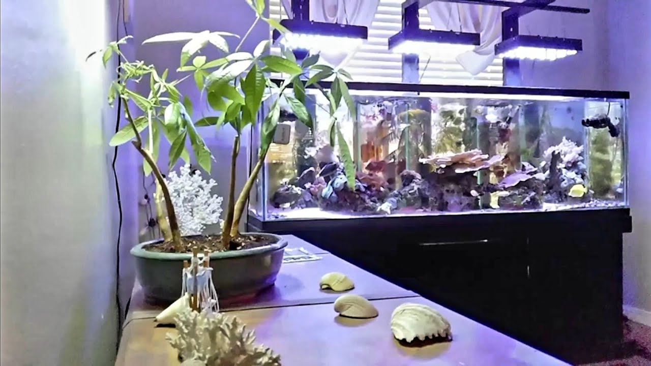 Money tree bonsai forest