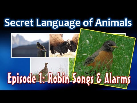 Secret Animal Language E1: Robins, Songbirds Sing for Territory & Alarms