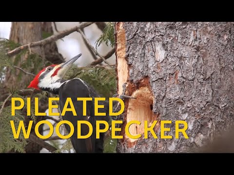 Pileated Woodpecker