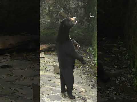 This zoo in China insists these bears are not humans in disguise