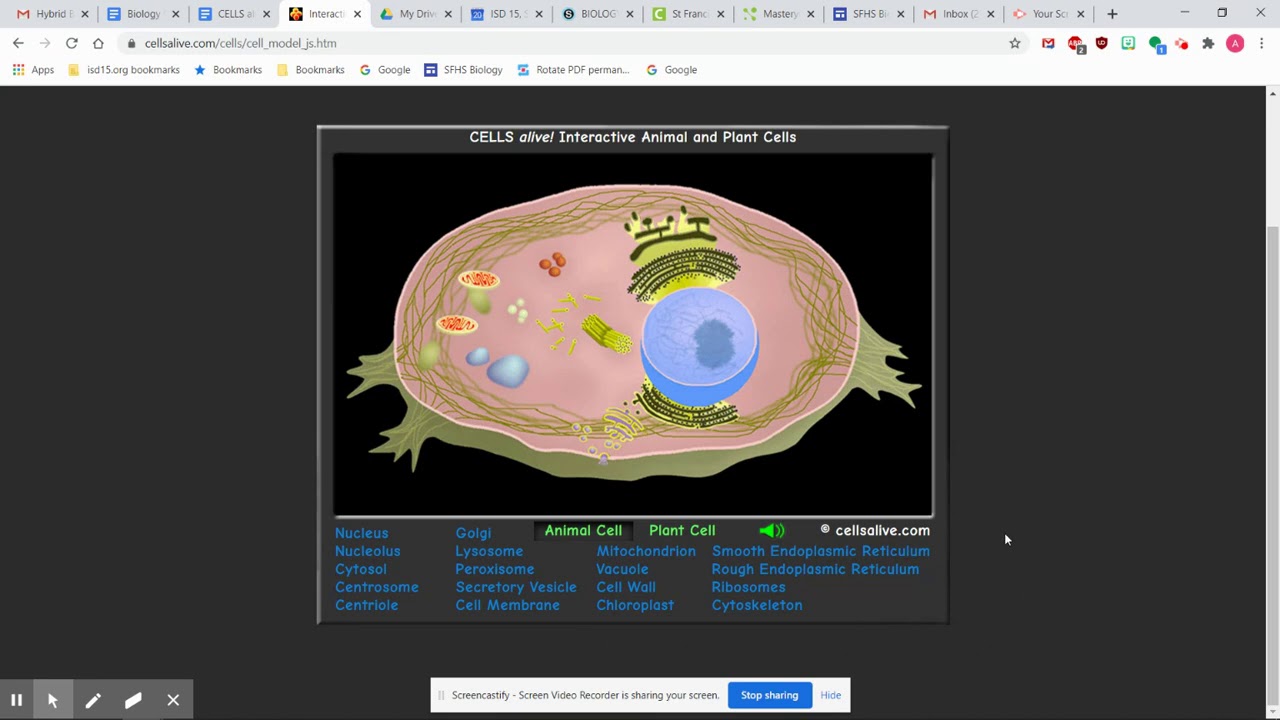 How to Navigate Cells Alive Website