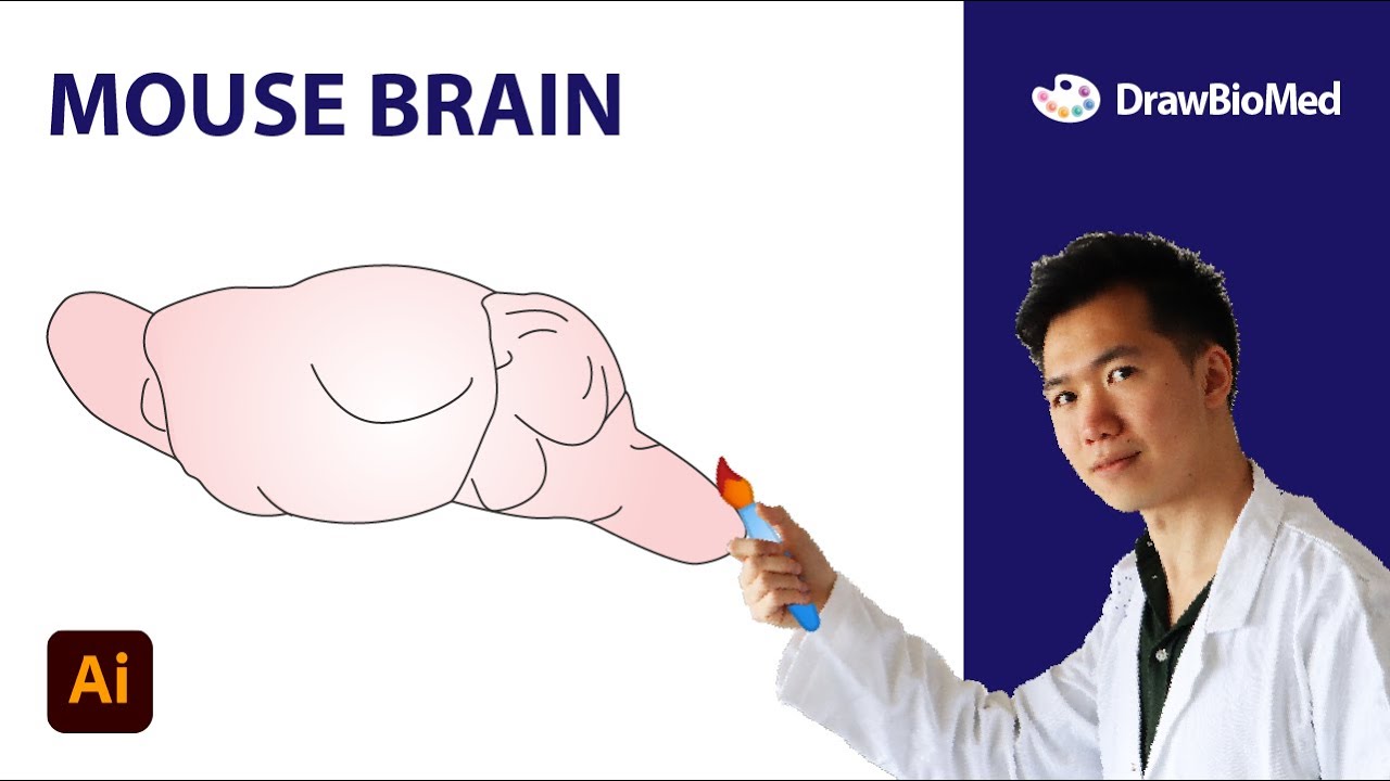 How to Draw Mouse Brain in Adobe Illustrator | Scientific Illustration | Graphical Abstract
