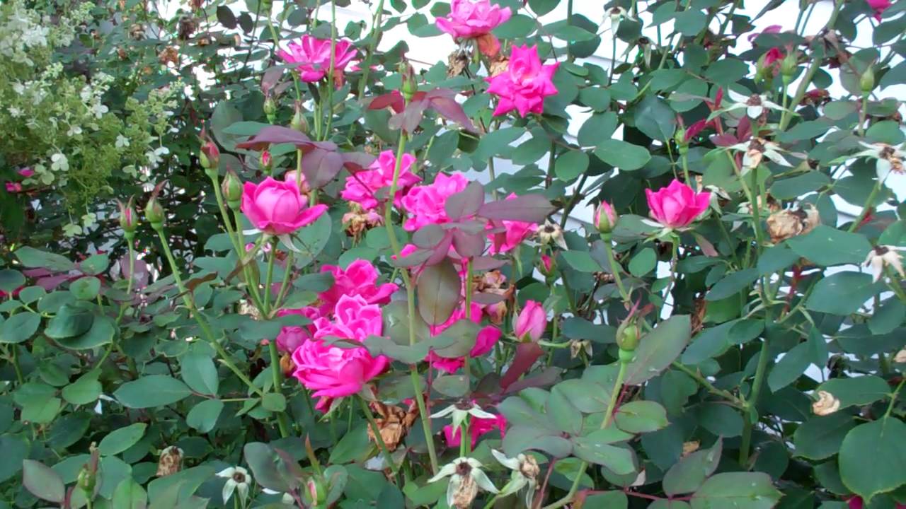 Double Knockout Rose - GROW IT!