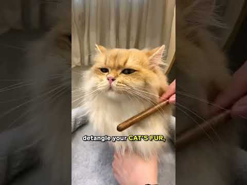 This is a different kind of comb. It's detangling ✨✨ #shorts #catlover