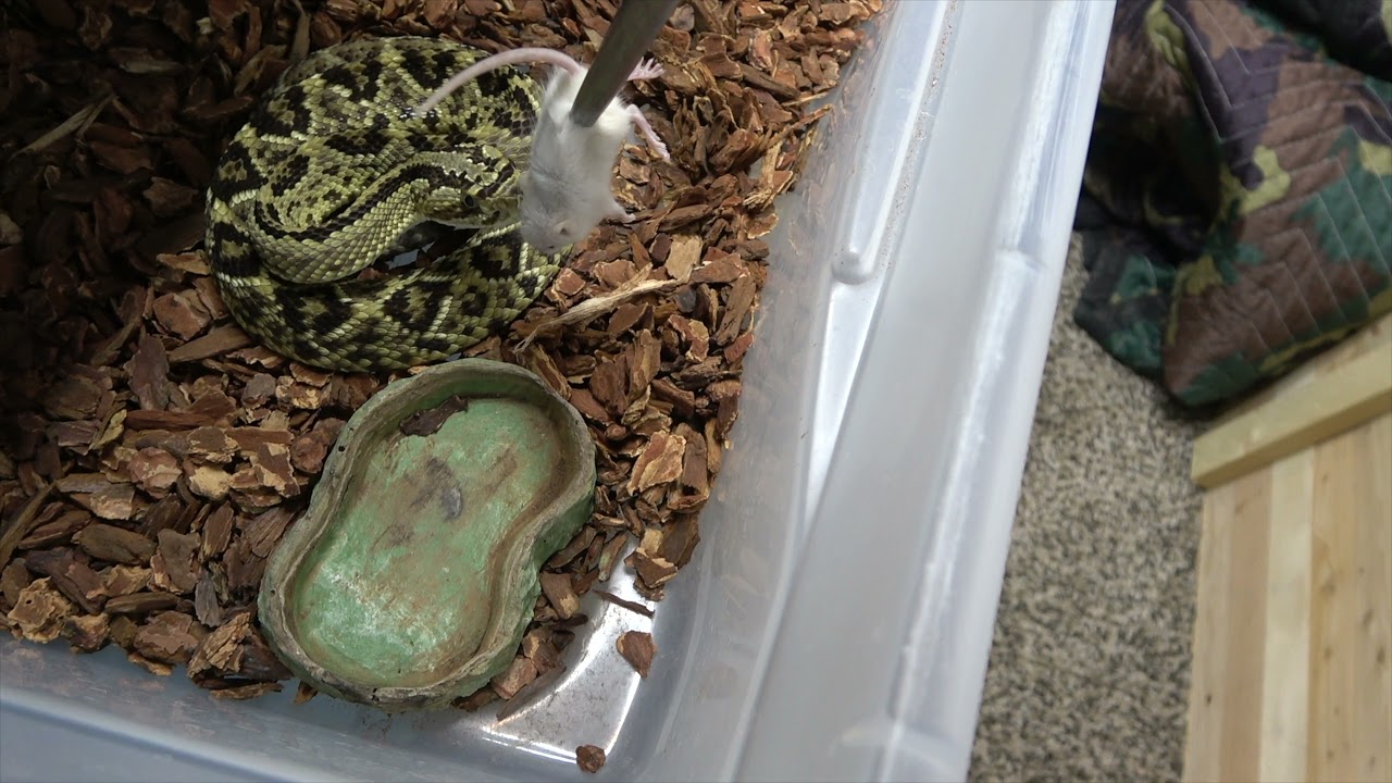 Central American Rattlesnakes are dangerous!