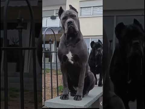 Guard dogs #canecorsolove #cutedog #youtube #shorts #canecorso