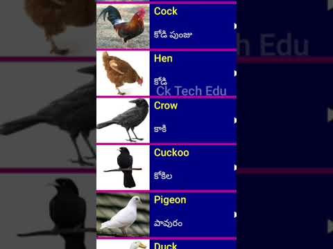 Birds Names in Telugu and English