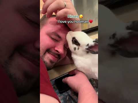 Bunny Language: What does it mean? ♥️🐰 #cutebunny #rabbit #bunny #cutepet #petbunny