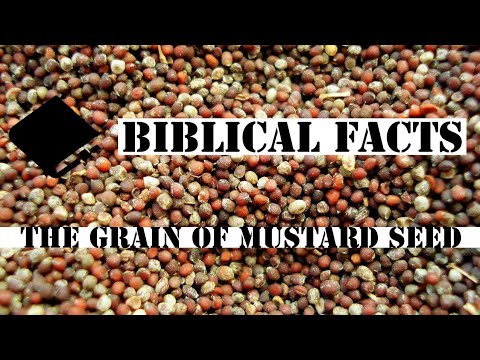 Mustard Seed - Do you know the Biblical facts of mustard seed.? (2019)