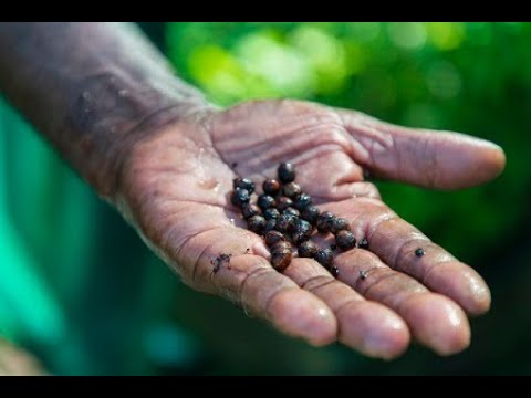Supporting Food Security across the Pacific