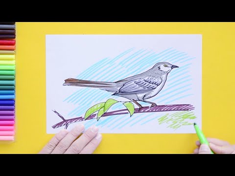 How to Draw A Mockingbird Step by Step – I'm Youtuber – Follow my ...