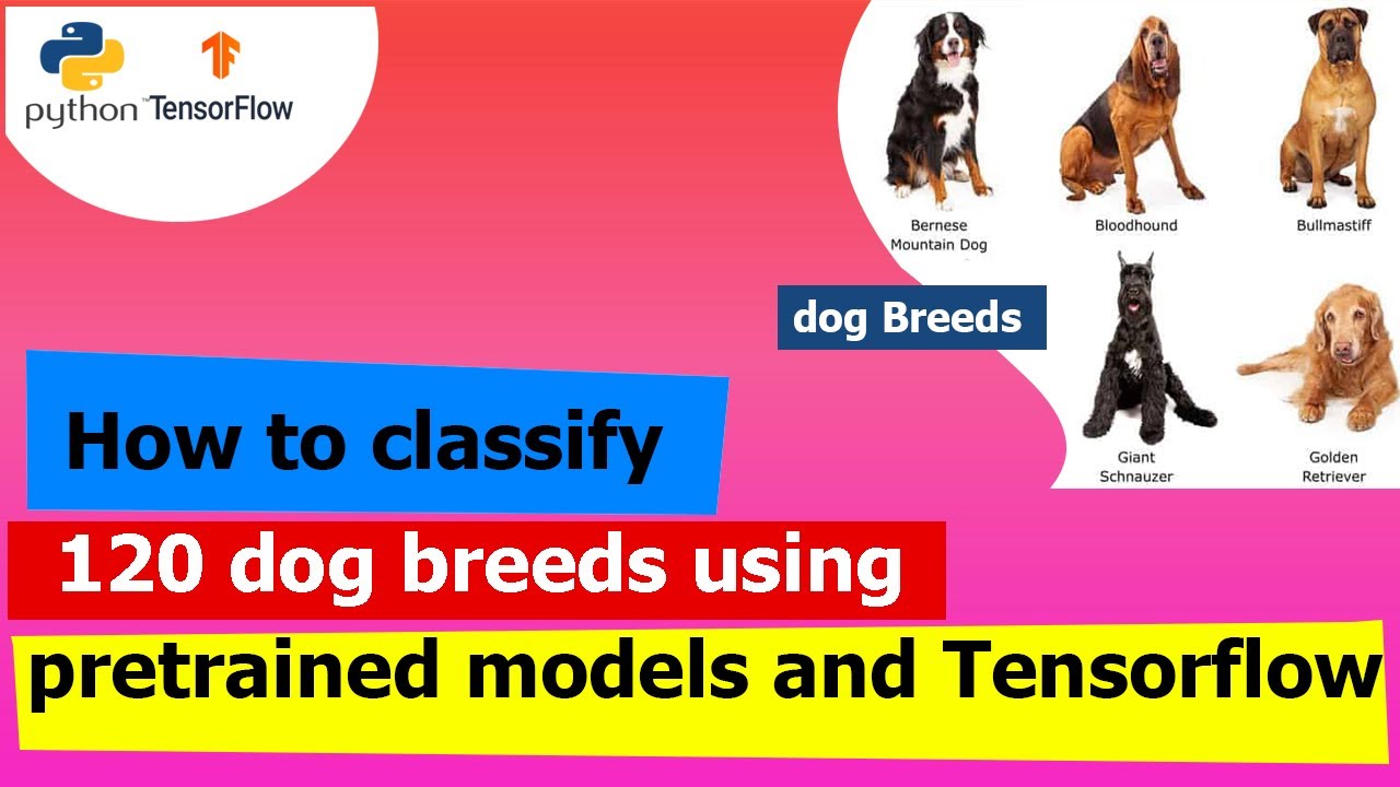 120 Dog Breeds, more than 10,000 Images: Deep Learning Tutorial for dogs classification 🐕‍🦺