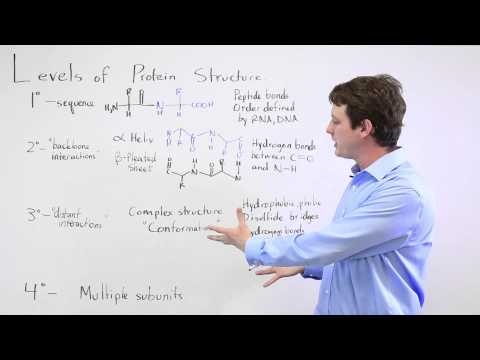 4 Levels of Protein Structure: primary, secondary, tertiary, & quaternary structure of proteins