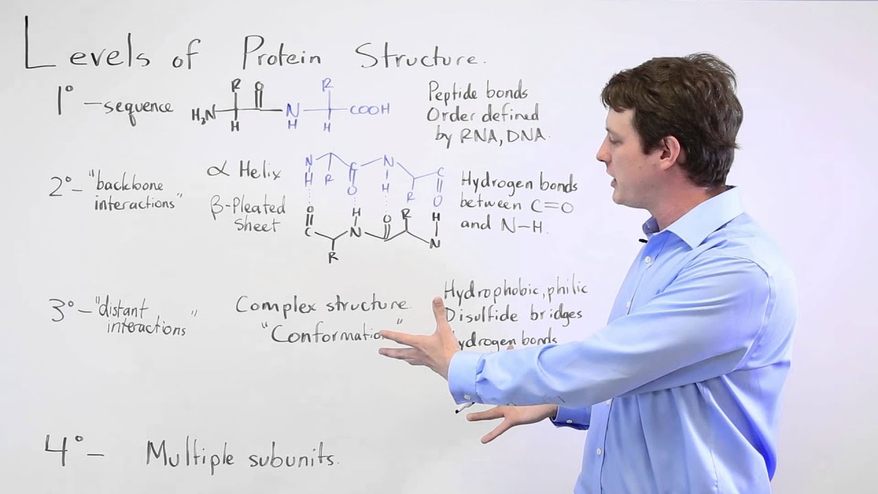 4 Levels of Protein Structure: primary, secondary, tertiary, & quaternary structure of proteins