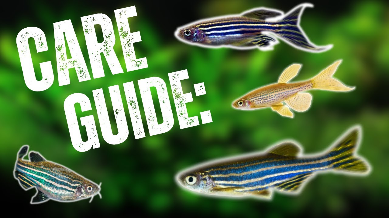 How to Care for Zebra Danios – Complete Guide