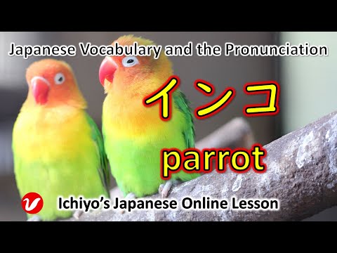 インコ (inko) | parrot, parakeet | Japanese Vocabulary and the Pronunciation