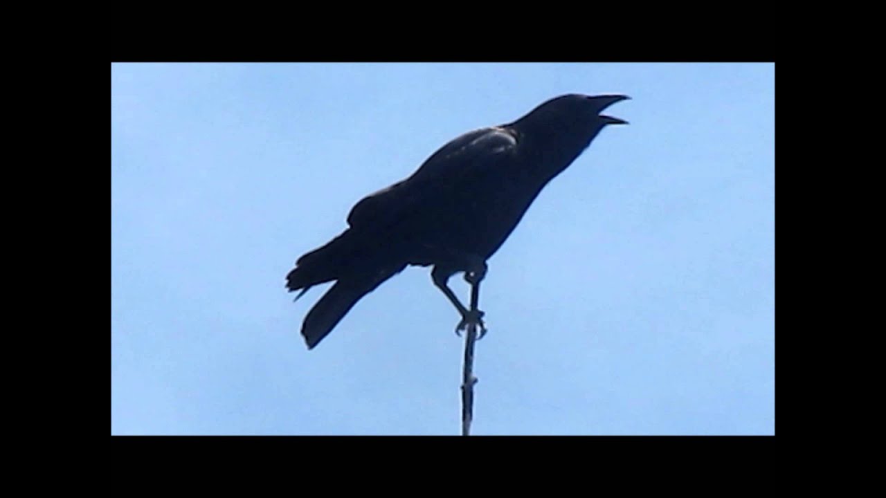 American Crow cawing
