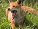 Royalty Free Animal Images with reseller rights
