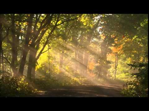 “A Chorus of Trees” | When I Survey