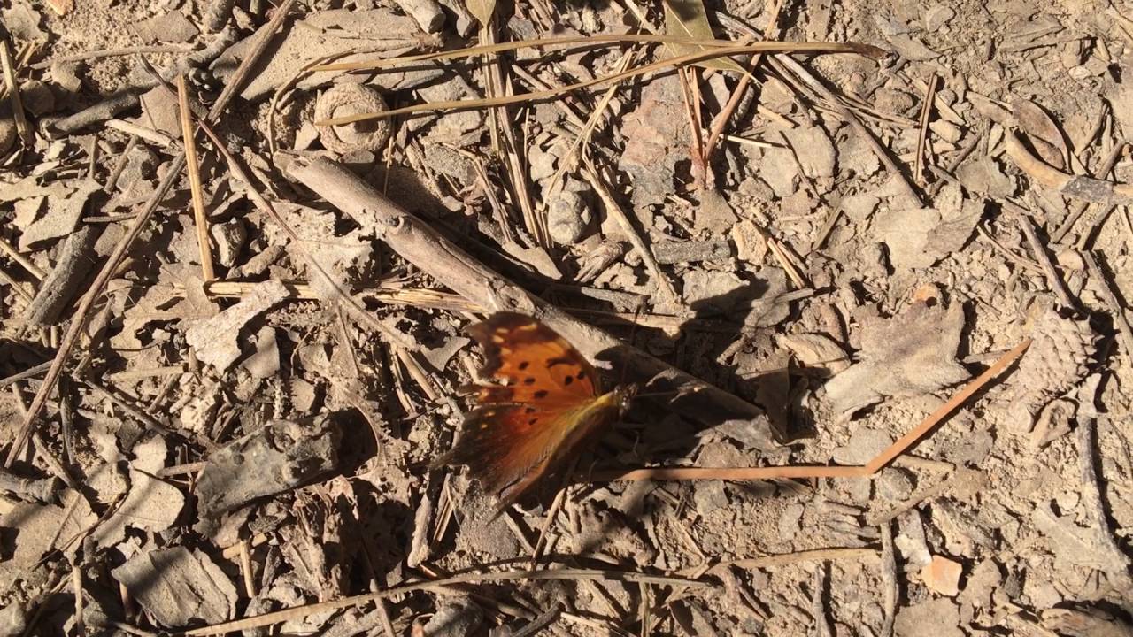 Anglewing  Butterfly -- Polygonia -- Comma