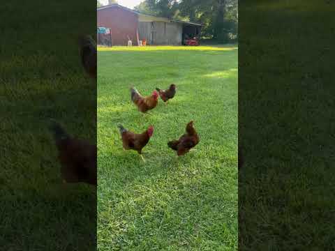 Roosters defends his hen π πͺπ» #farming #chickencoops #rooster